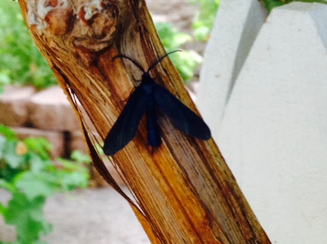 GARDENING Las Vegas: GRAPELEAF SKELETONIZER