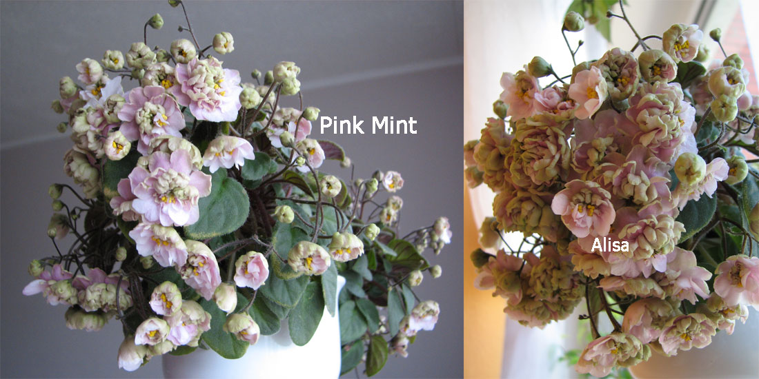 Alisa's flowers: Trailing african violets (saintpaulias)