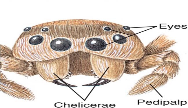 Biologi Education: Arachnida