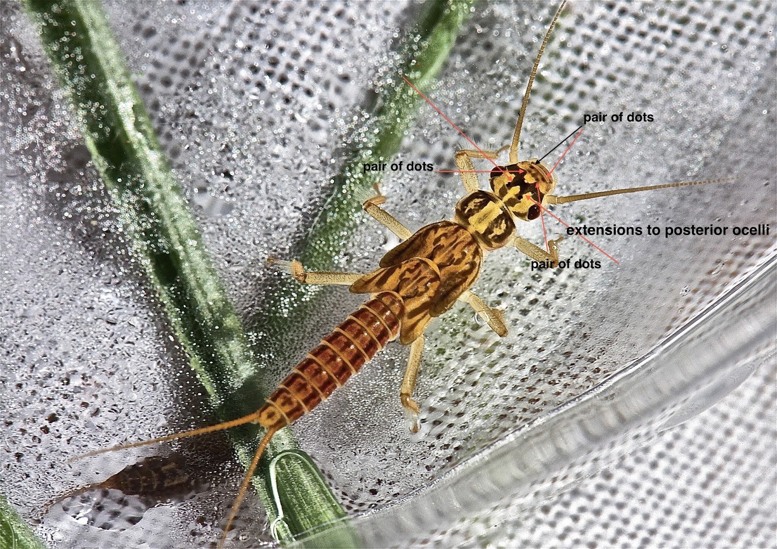 Aquatic Insects of Central Virginia: Updating the Isoperlas: a study ...