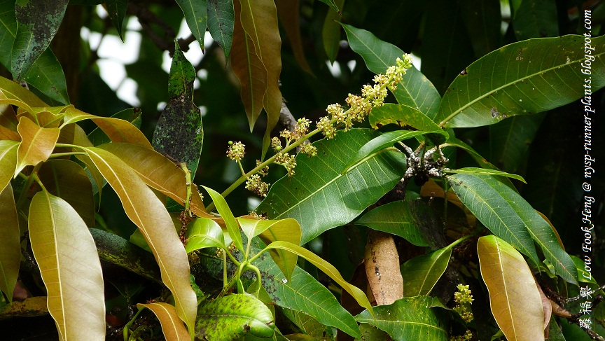 馬來西亞熱帶雨林: Mangifera 杧果屬