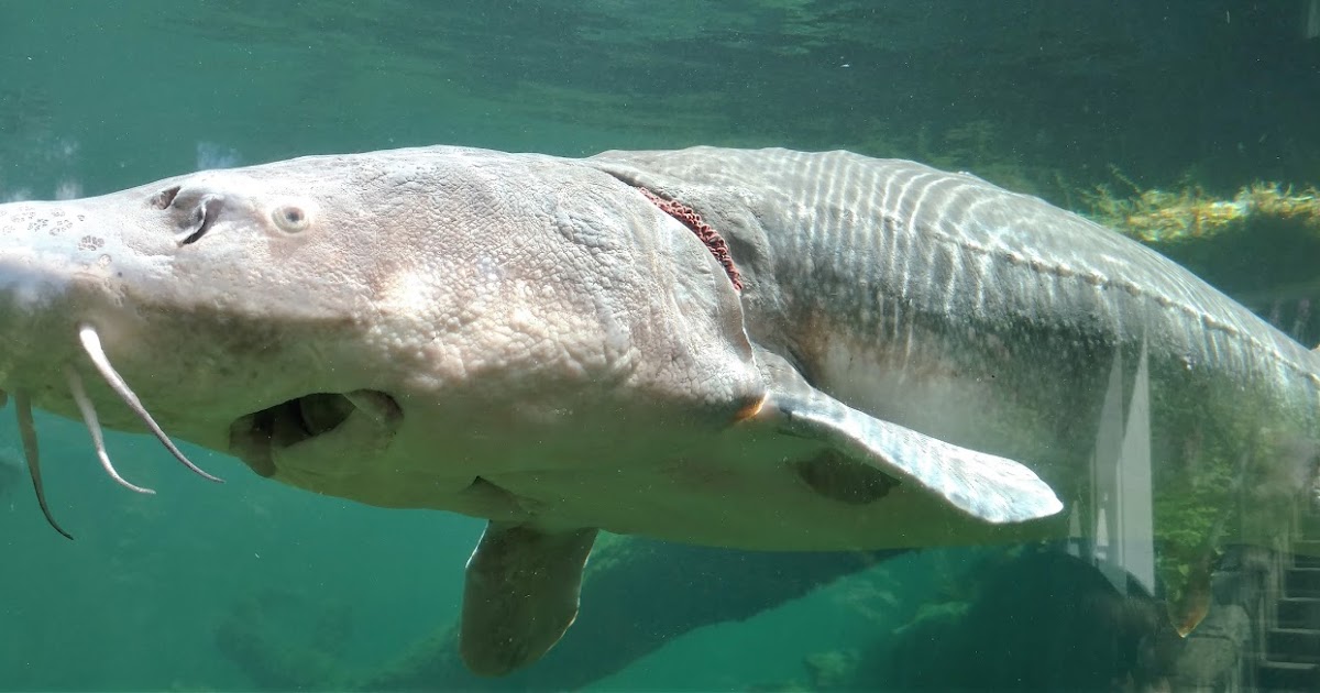 Boost Escapes: Bonneville Dam, Fish Hatchery, and Multnomah Falls