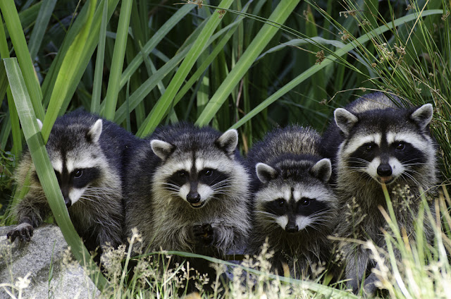 How Much Do You Know About Raccoons?