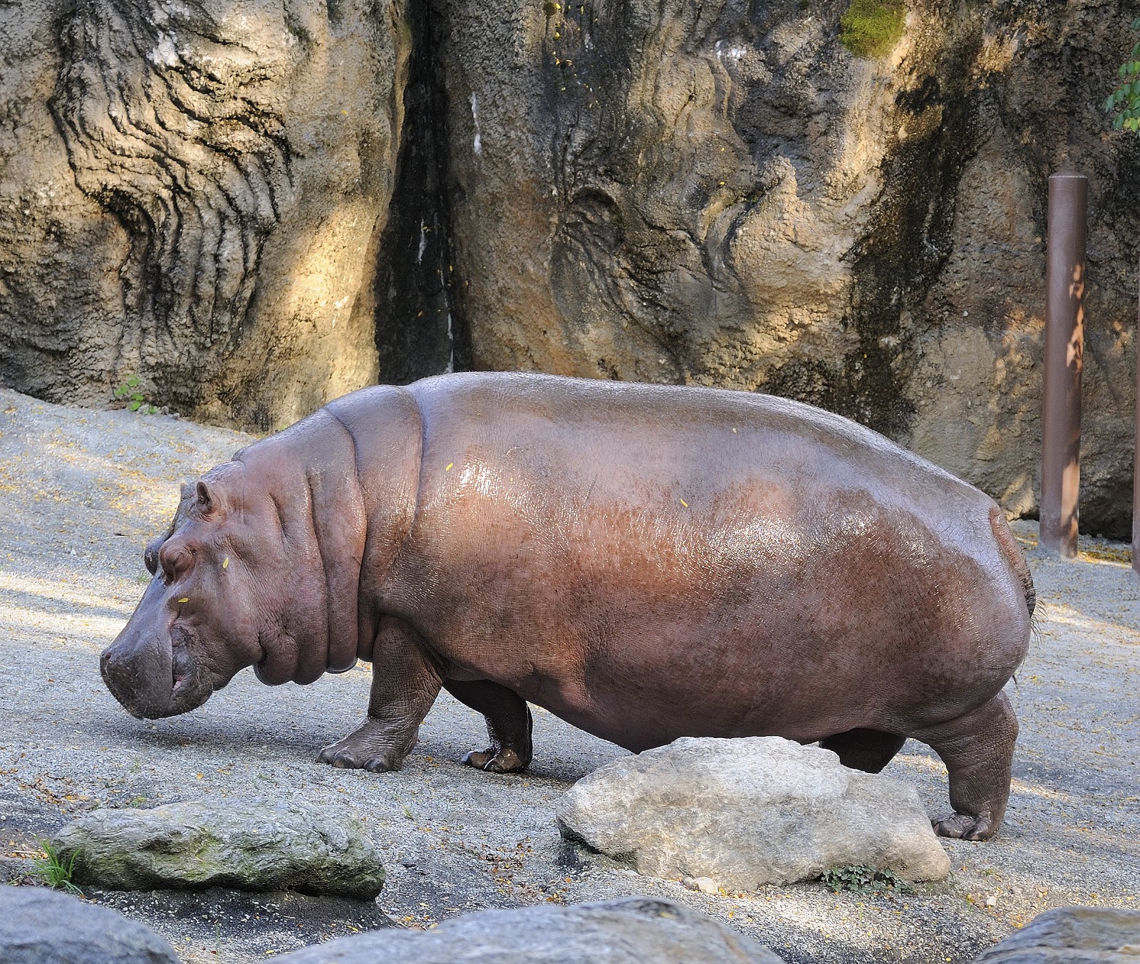 Our Zoo Blog: Philadelphia Zoo | Hippo | Oct. 2012