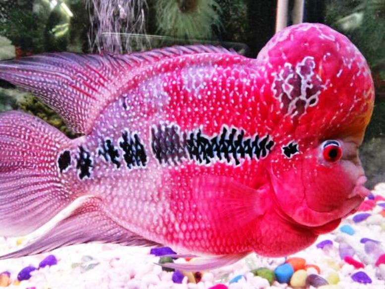 FLOWERHORN FISH photos - wallpapers (ανανεωμένο) | the fun bank