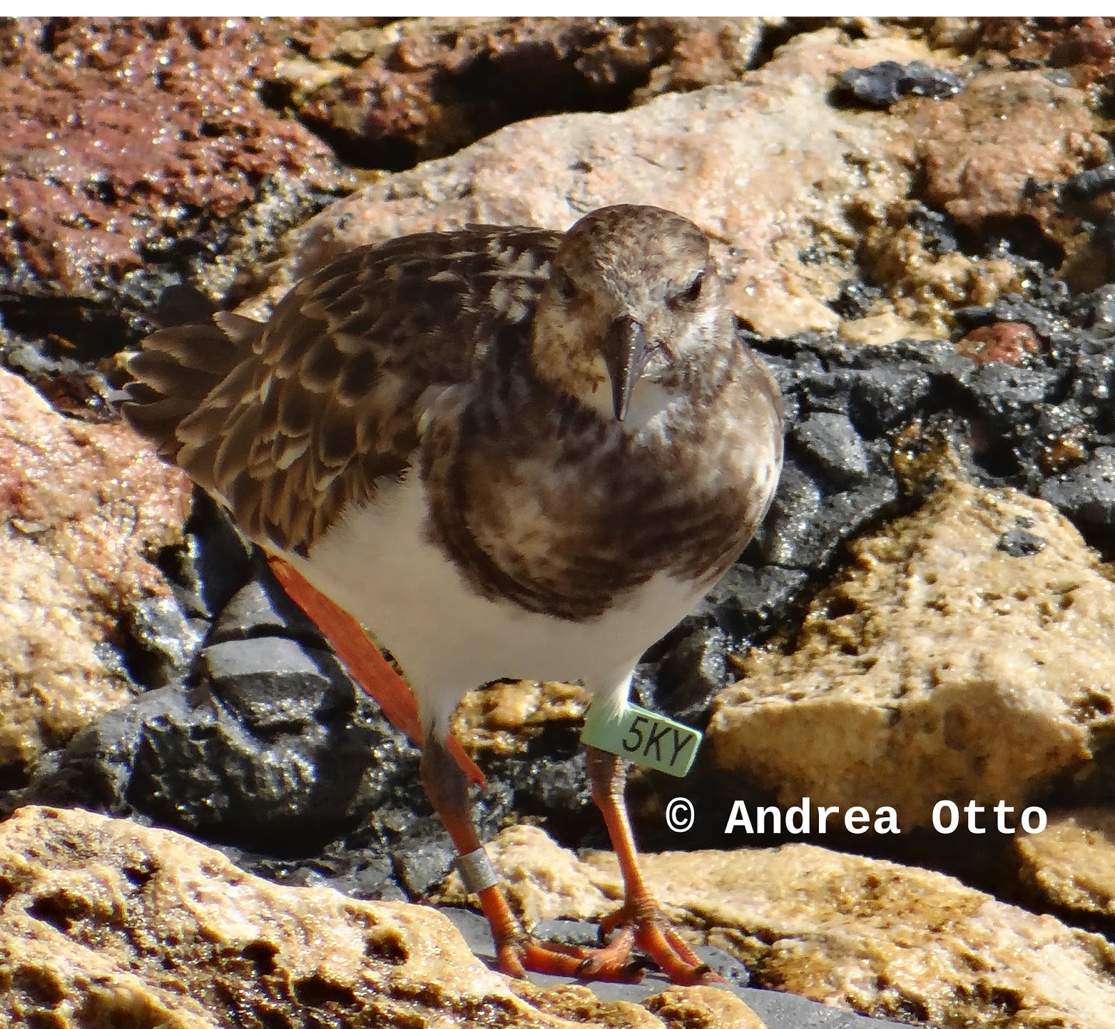 Aves con anillas en el Caribe