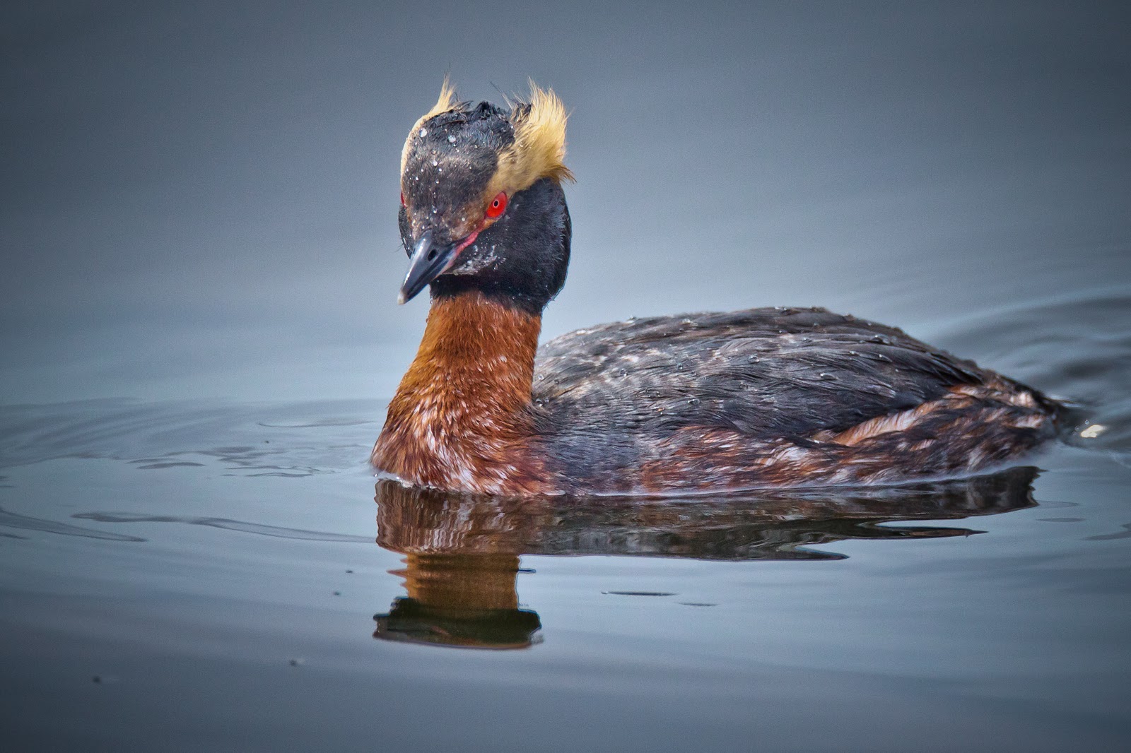 Feather Tailed Stories: Horned Grebe