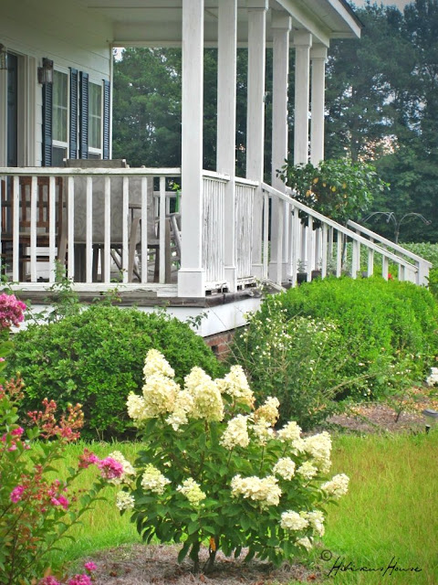 Hibiscus House: Simple Summer Blooms