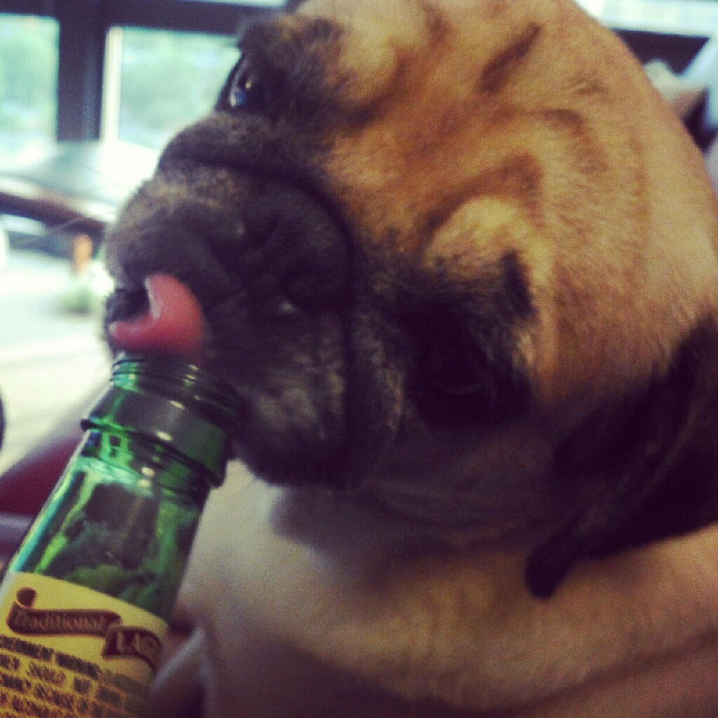 Lil Smug Pug: The Dangers of Alcohol