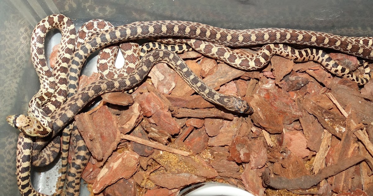 Reptiles Amphibians & Fish: BULL or GOPHER SNAKE - PITUOPHIS CATENIFER