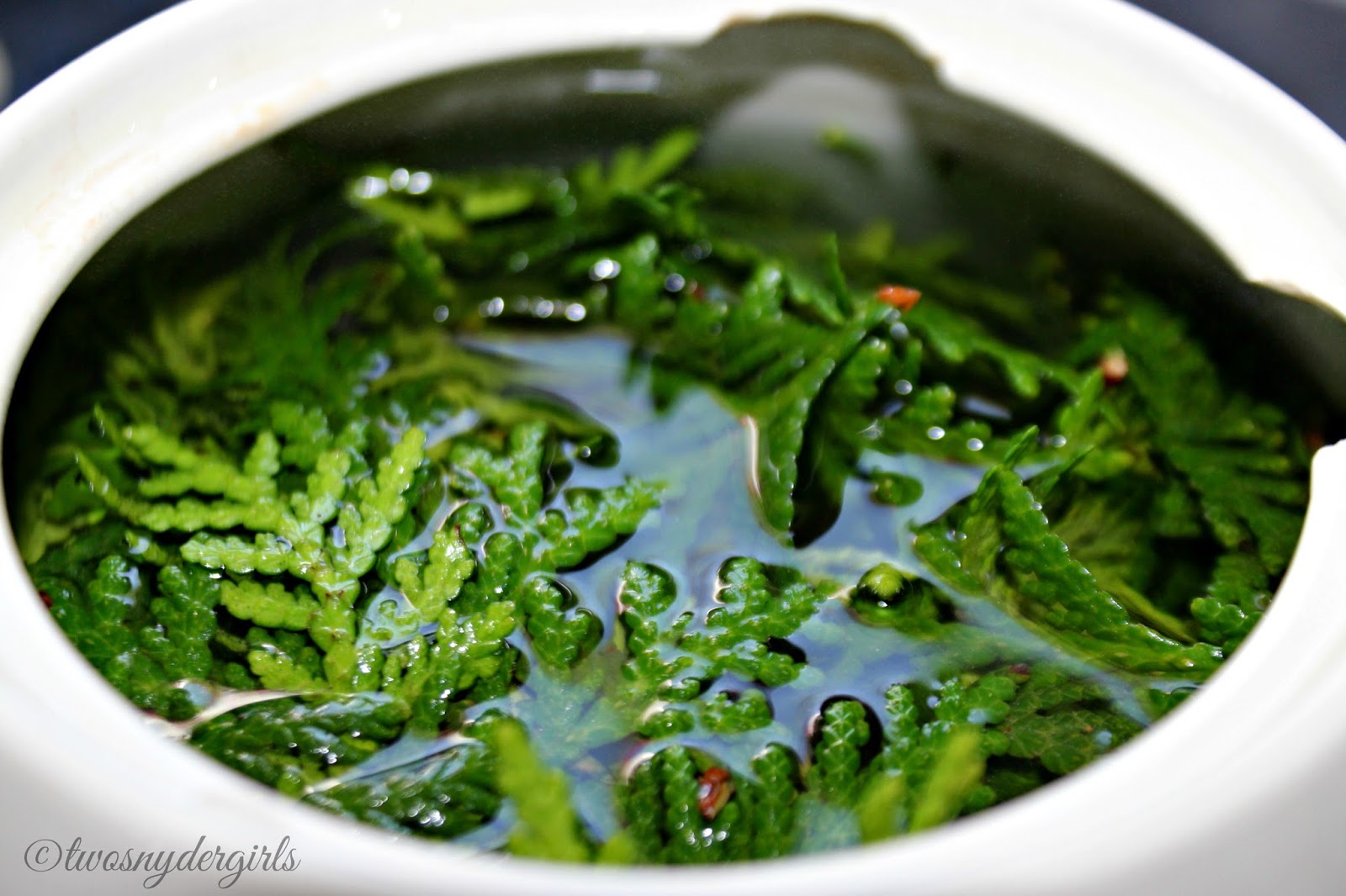 Our Retirement Days: Earth Day Cedar Tea