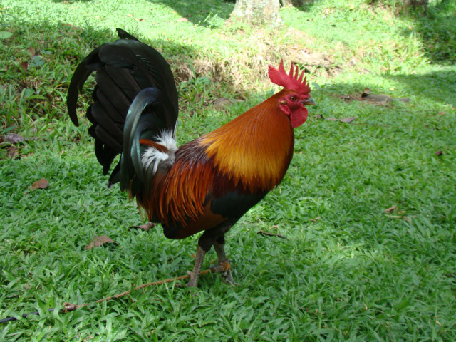 Blueface Rooster