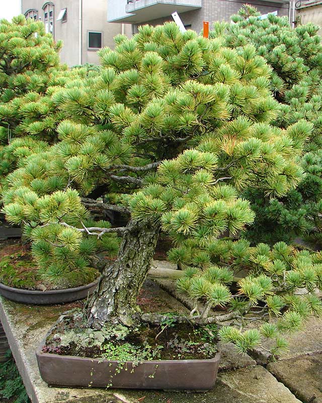 Walter Pall Bonsai Adventures: 30 Japanes trees for sale - German and ...