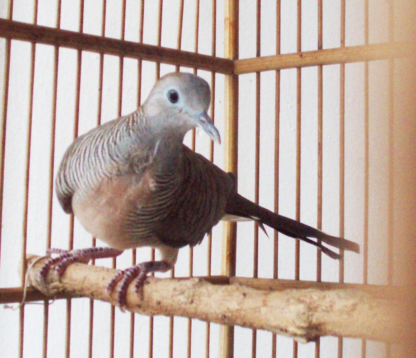 Ringtone Burung Perkutut - Trend burung