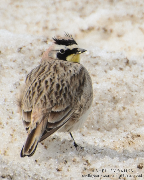 Prairie Nature: Horned Larks Feeding Along Saskatchewan Roads