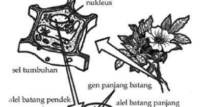 Gen dan Alel Fungsi Gen Dalam Substansi Hereditas Kesatuan Kimia ...