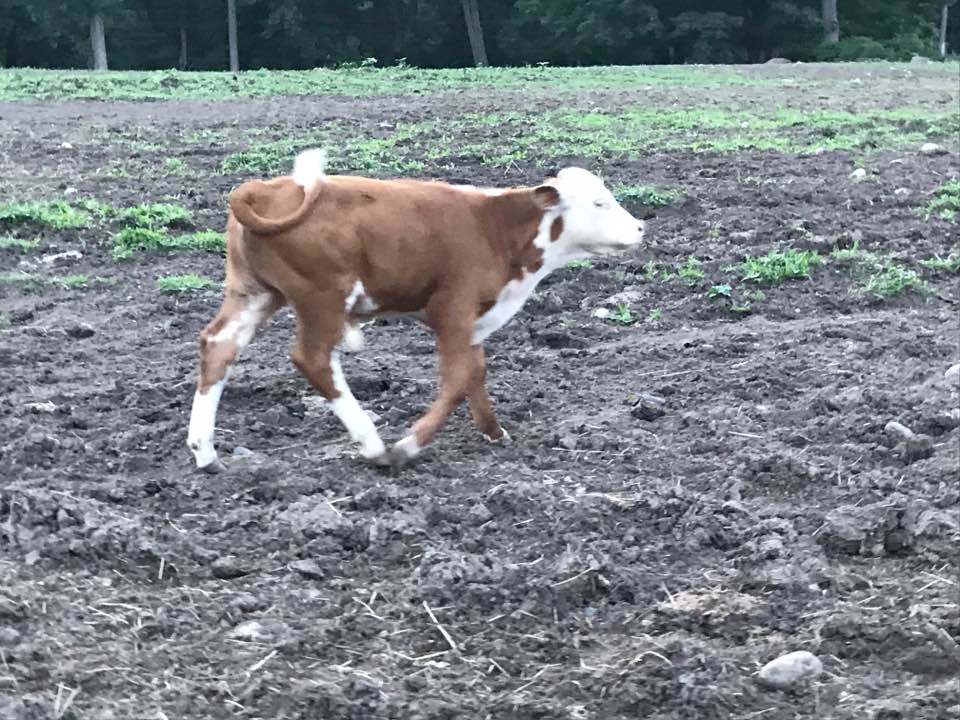 Lehigh Valley Ramblings: June 2017