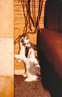 Metis Meets Mittington: Cookbook: Stew of Evil Rabbit