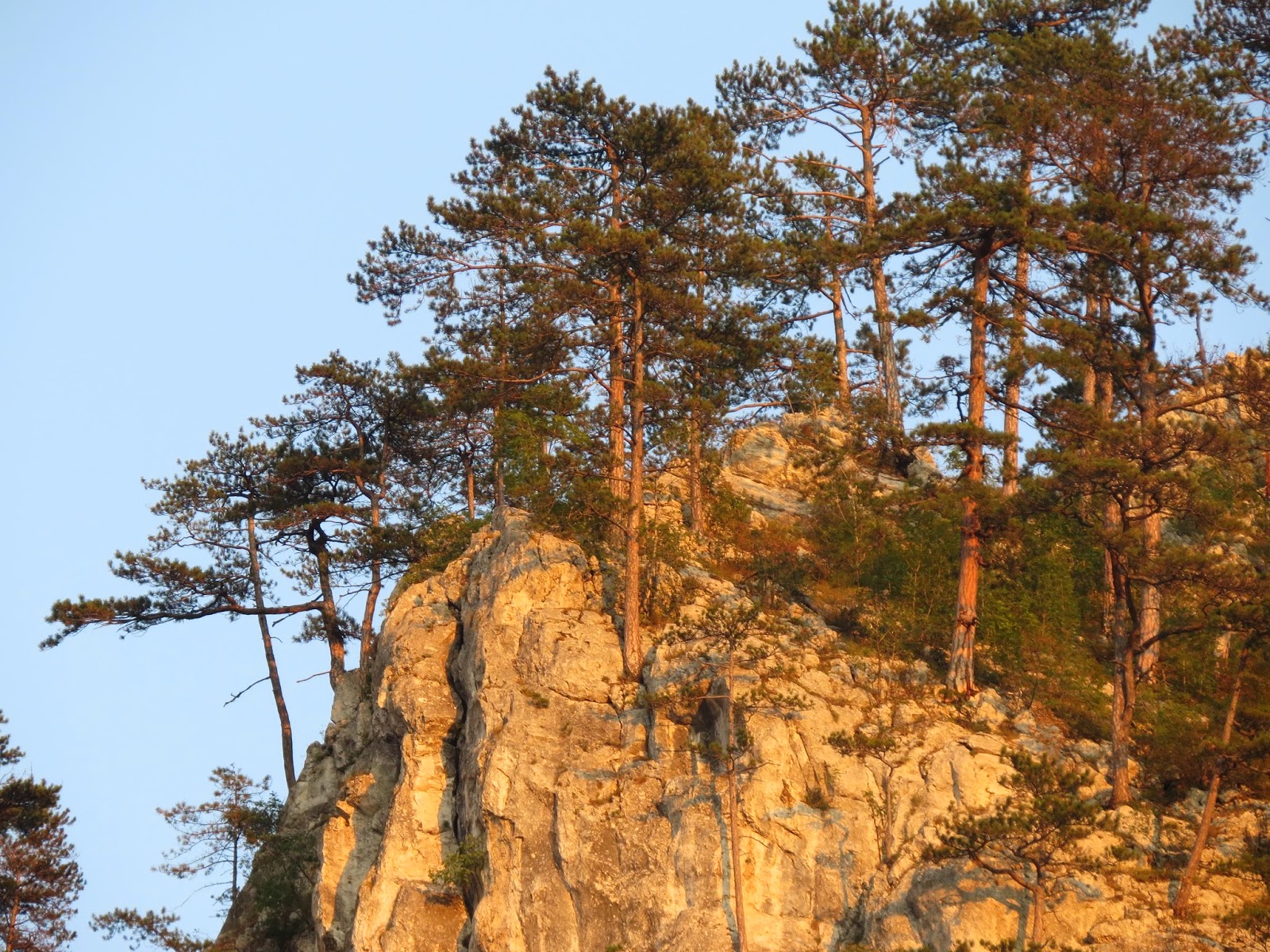 Baile Herculane Cazare: Pinul Negru de Banat