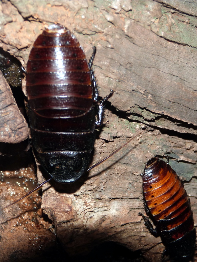 Taxonomía Arthropoda: Clase Insecta Orden Blattodea