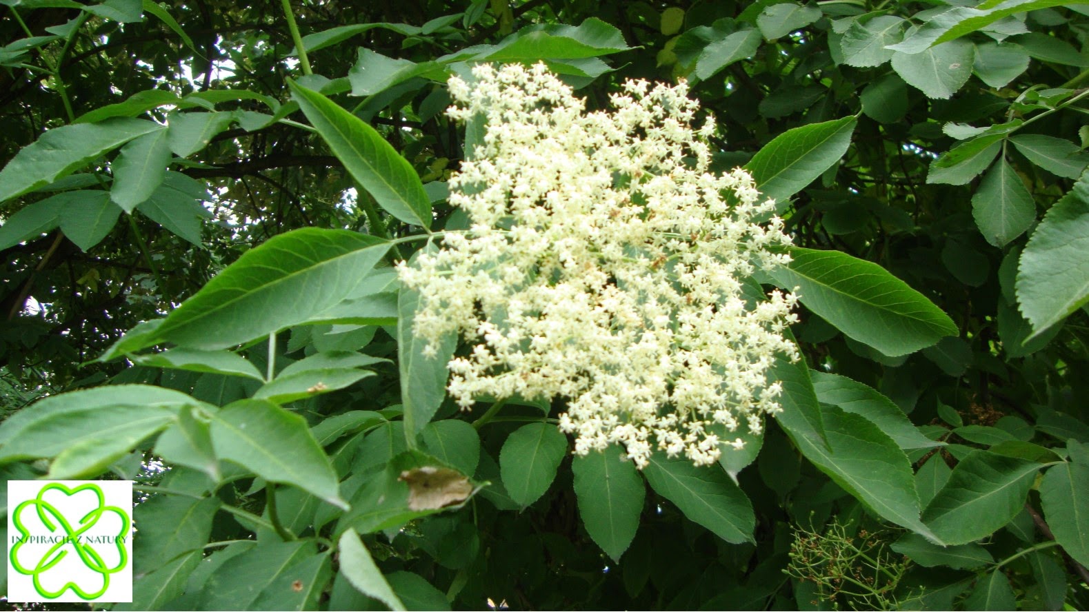 inspiracje z natury: Bez czarny