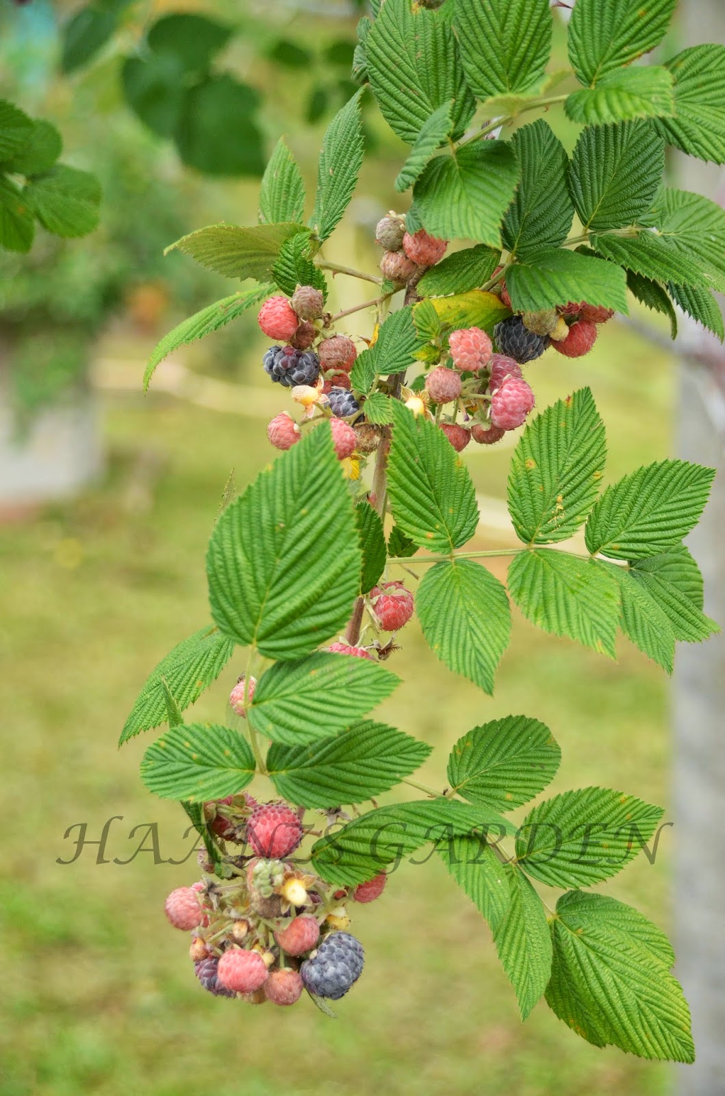 .:MY SMALL GARDEN:.: Raspberry