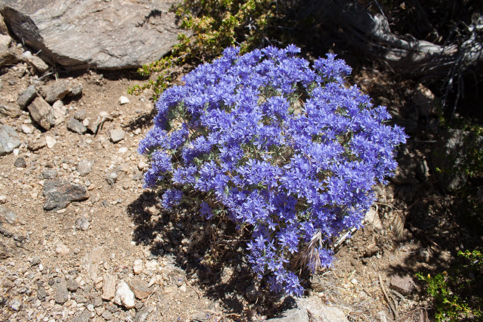 Spare Parts and Pics: Covington Flat, Joshua Tree National Park