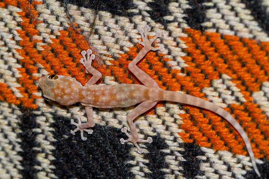 Birds of Saudi Arabia: Common Fan-footed Gecko near Al Thweer – Records ...