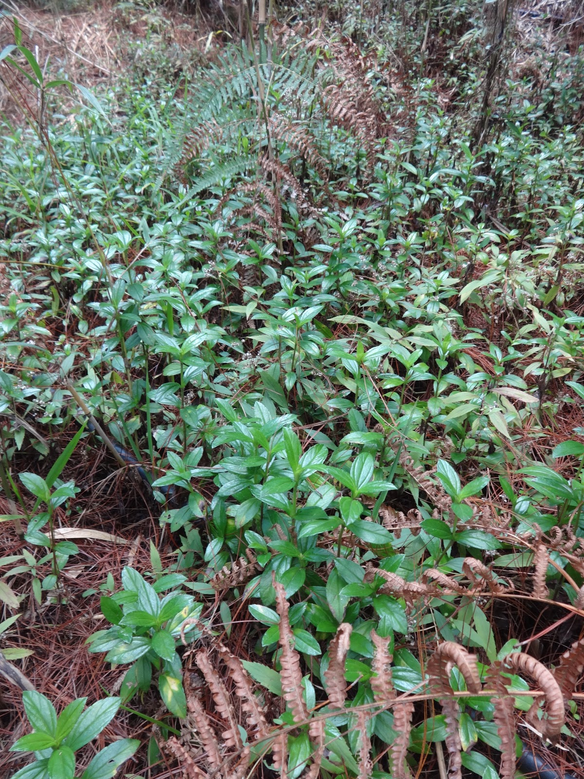 Herbs from Distant Lands: Wedelia - Wedelia chinensis - trilobata ...