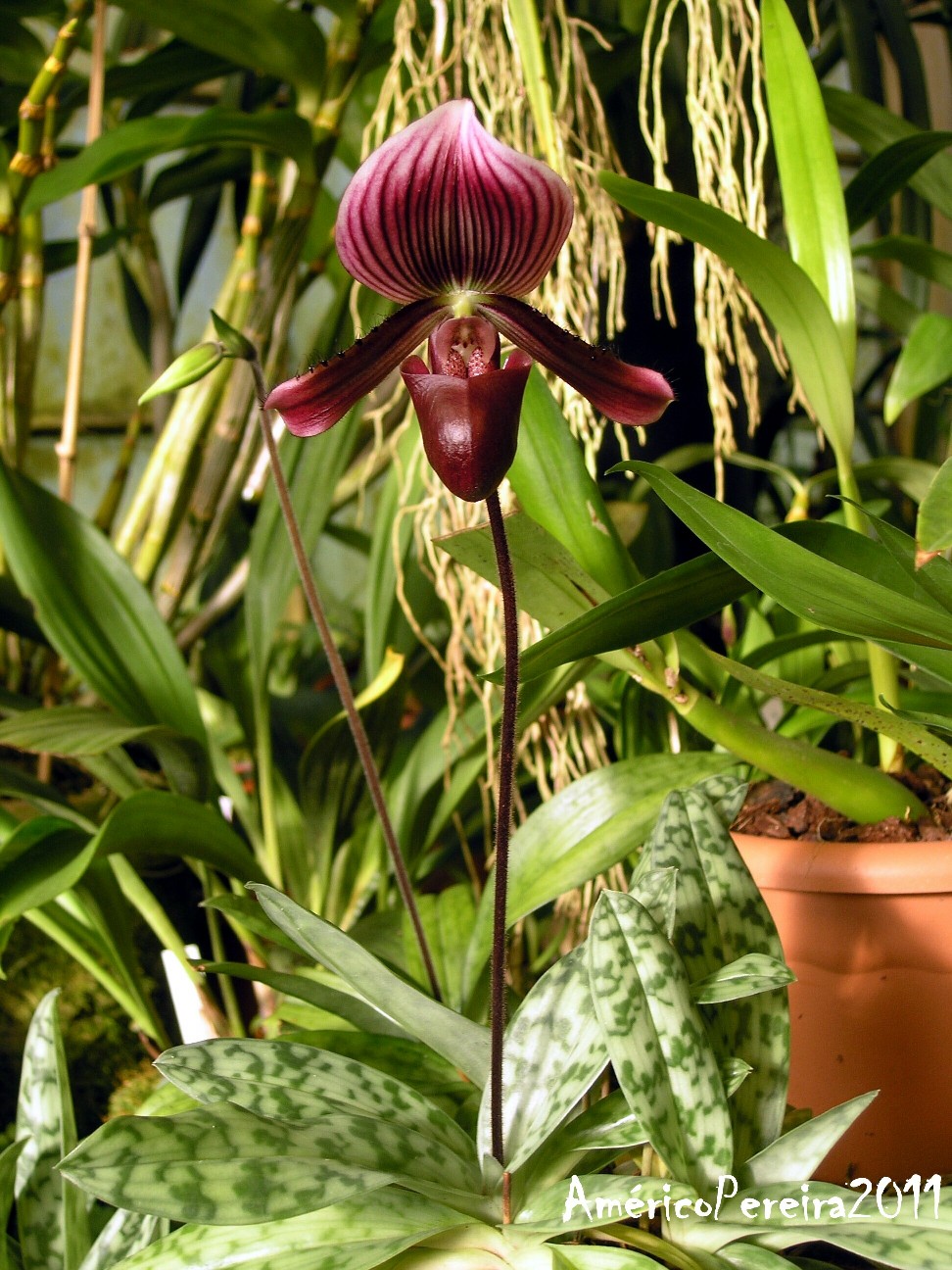 Orquídeas soltas: Paphiopedilum callosum x callosum 'Jac'
