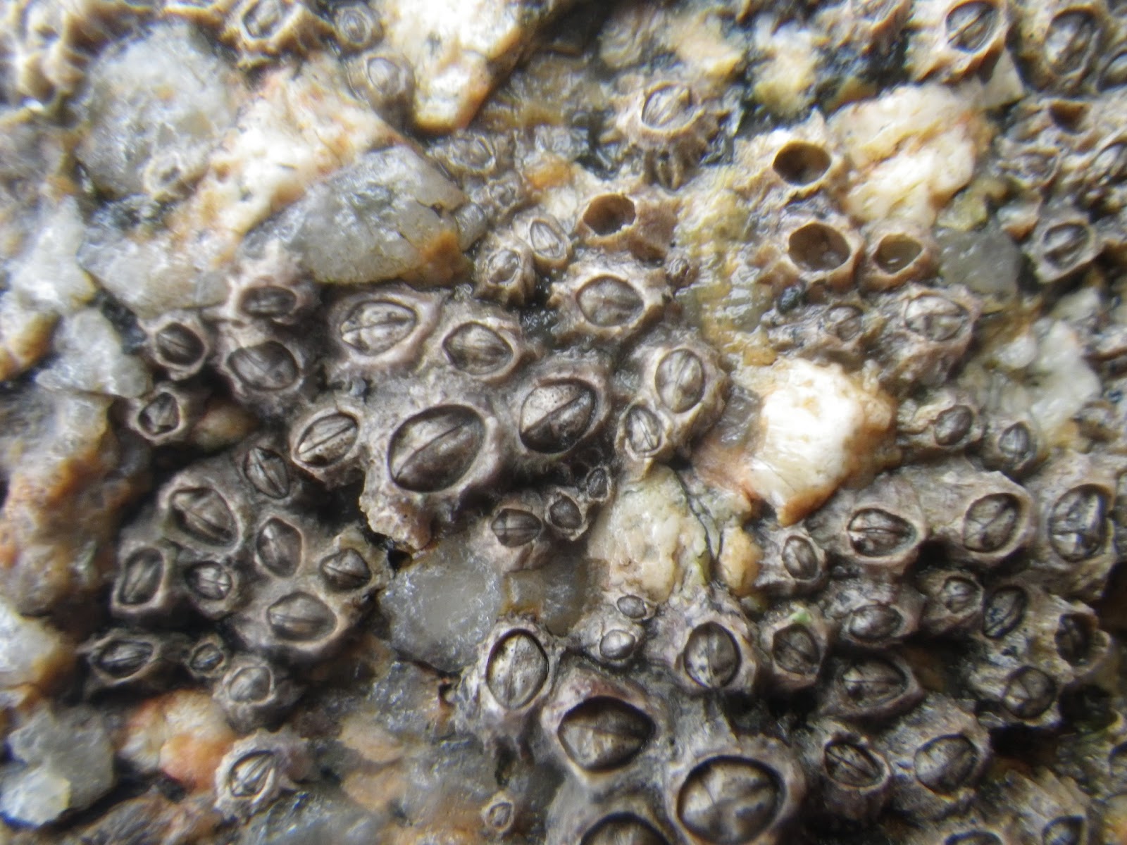 Rock Pooling: Rock Pooling Destination: Porth Seal, Isles of Scilly, UK ...
