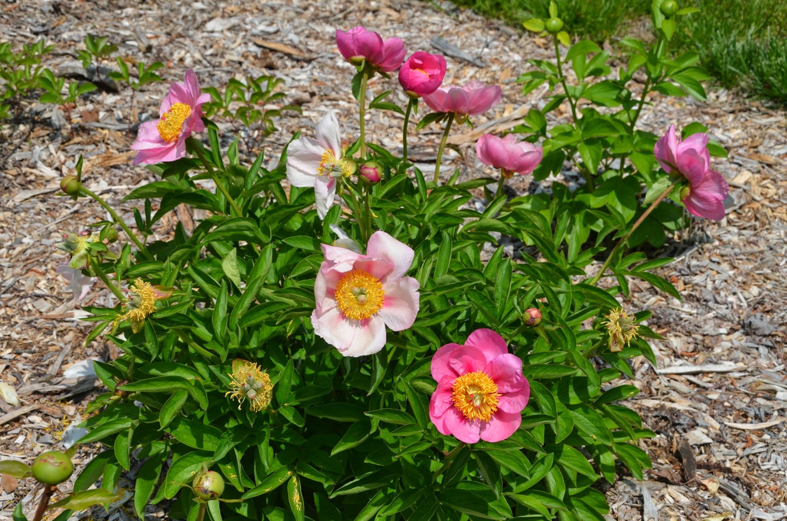 Southern Peony: 2014 Peony 'Firelight' Best Performer - Week 2