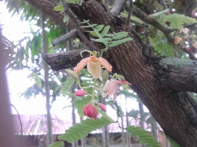 Fajrie Achlana: DESKRIPSI TUMBUHAN ASAM JAWA (Tamarindus indica)