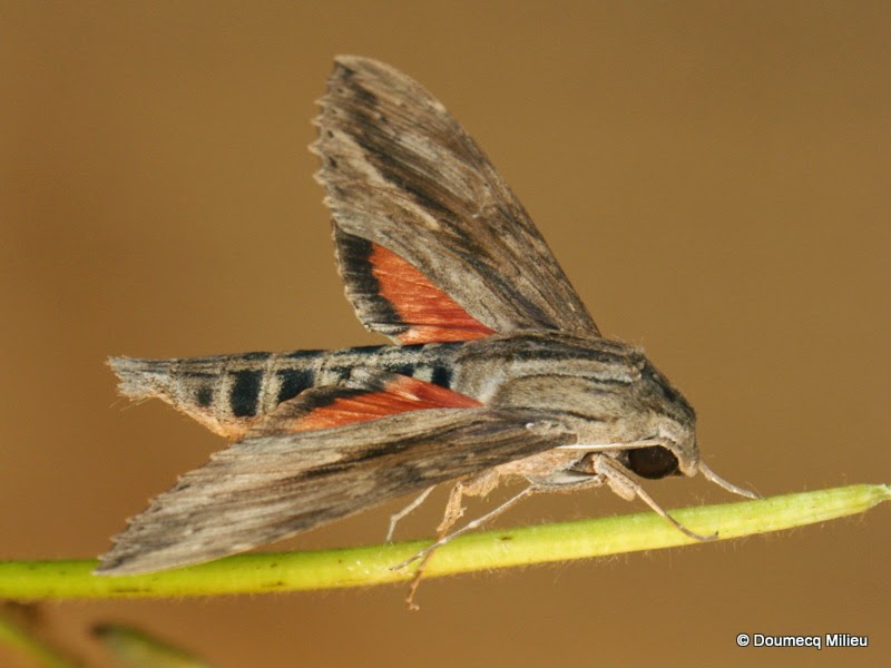 Mis Mariposas: Polillas y Polillones