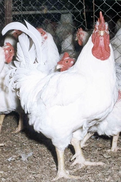 A Manilha: O tal do Chester. (by: Mister X The Pan American)