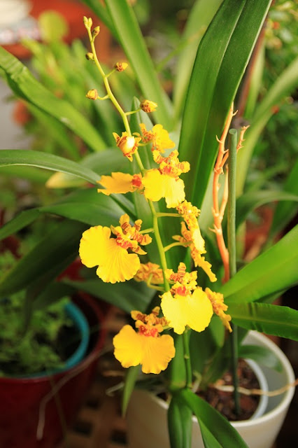 Pihan vuosi: Orkideahuoltoa