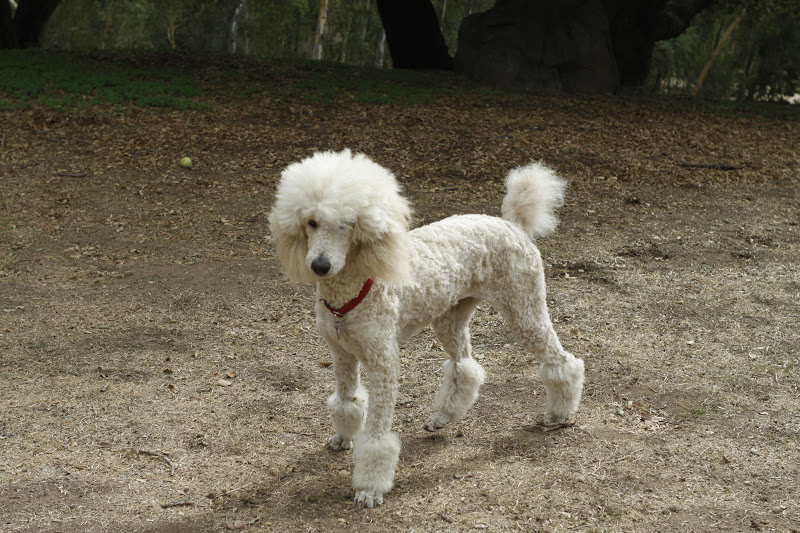 Home Is Where Your Story Begins: Our "Paris" Poodle