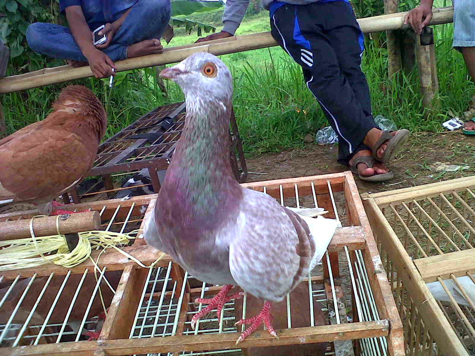 burung merpati kolongan: Burung merpati tinggi kolongan berkualitas