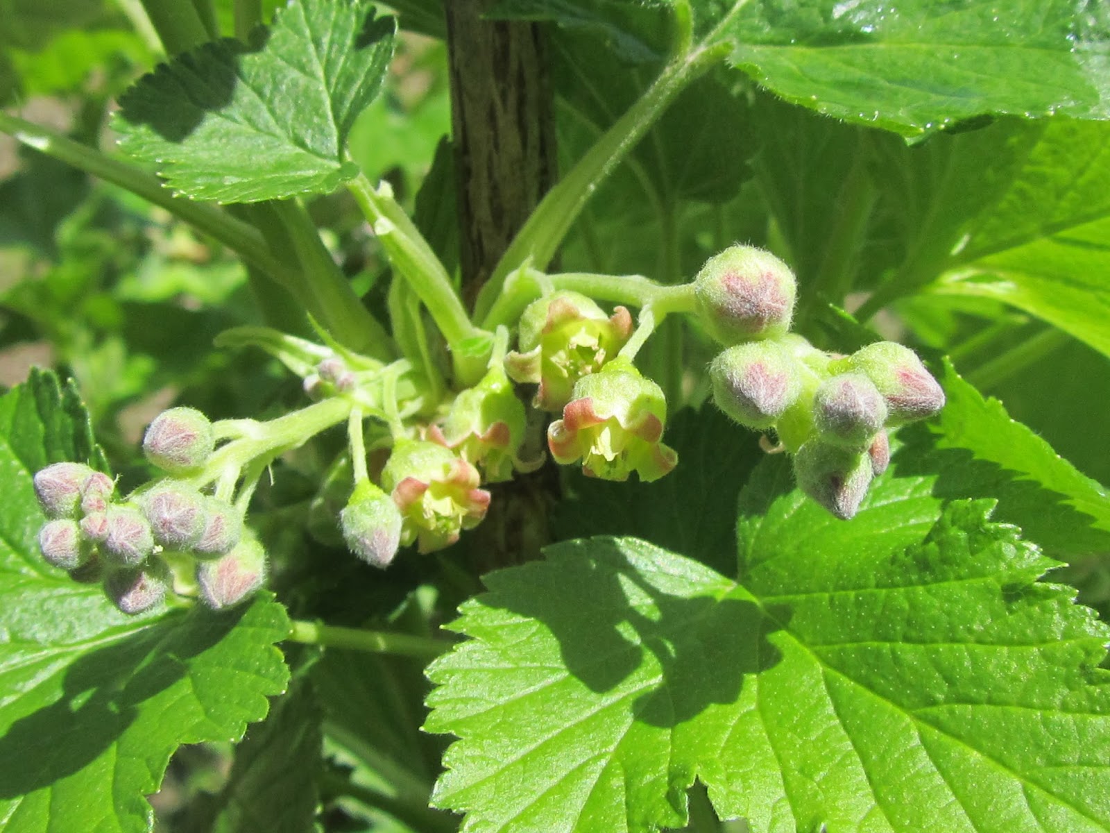 Come Coltivare il Ribes Nero (Ribes nigrum) | Il Gusto Della Natura