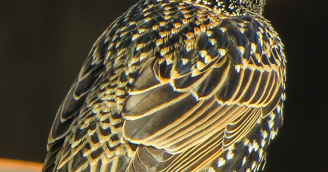 Pacific Northwest Photography: Starling