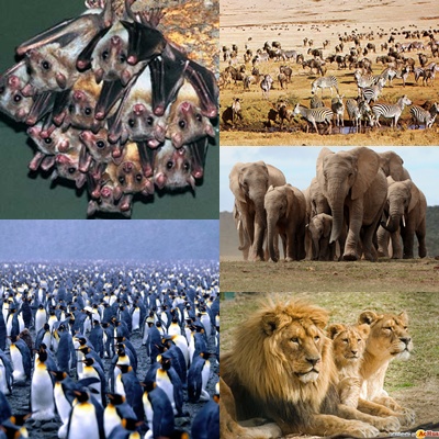 Propiedades de la Población ~ Biopsicosalud