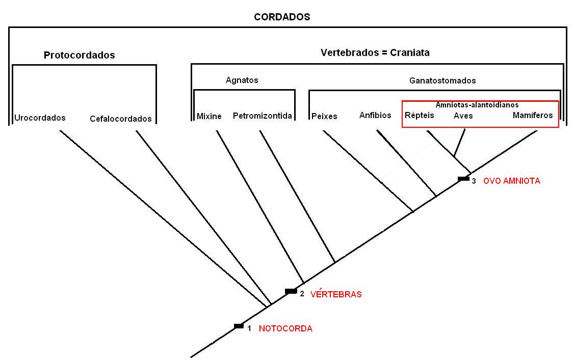 BIOLOGIA PARA A VIDA : CLADOGRAMA GERAL DOS CORDADOS