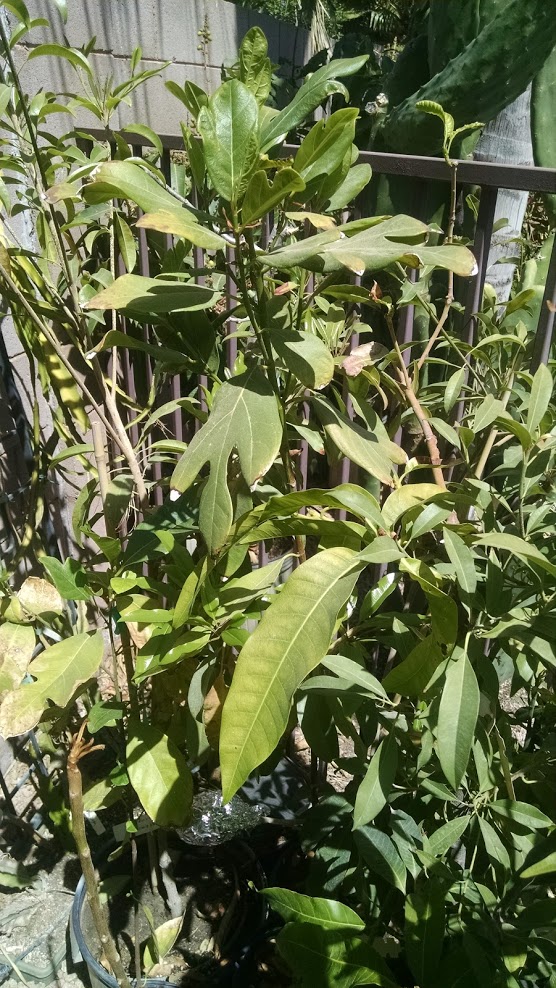 Desert Valley Orchard: Cheena seedling