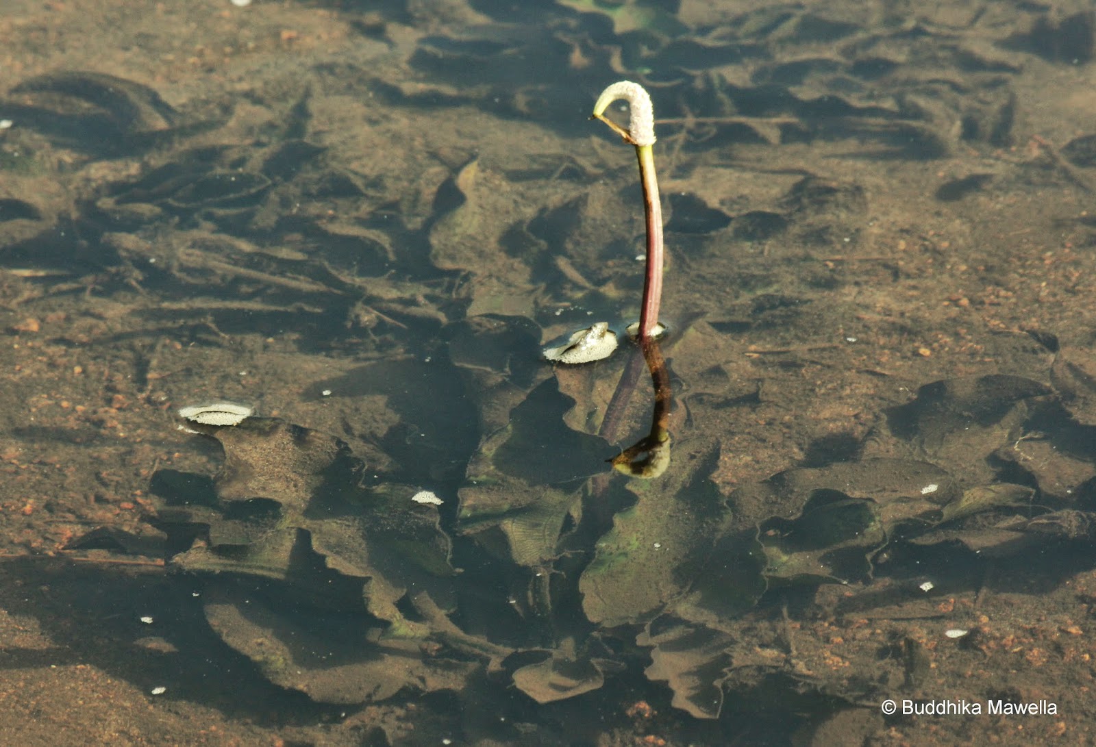 Lanka Nature Summary: Aponogeton jacobsenii