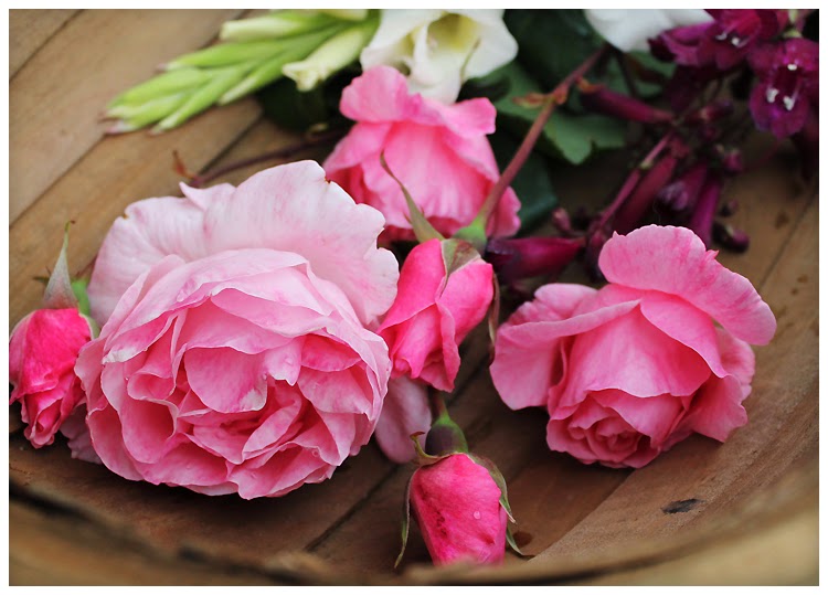 Camellia Rose: Picking roses in the summertime