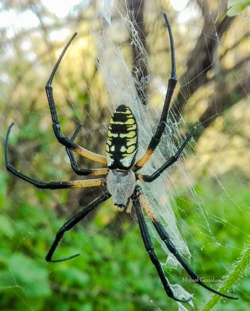 Naturaleza de Bamori Sonora.