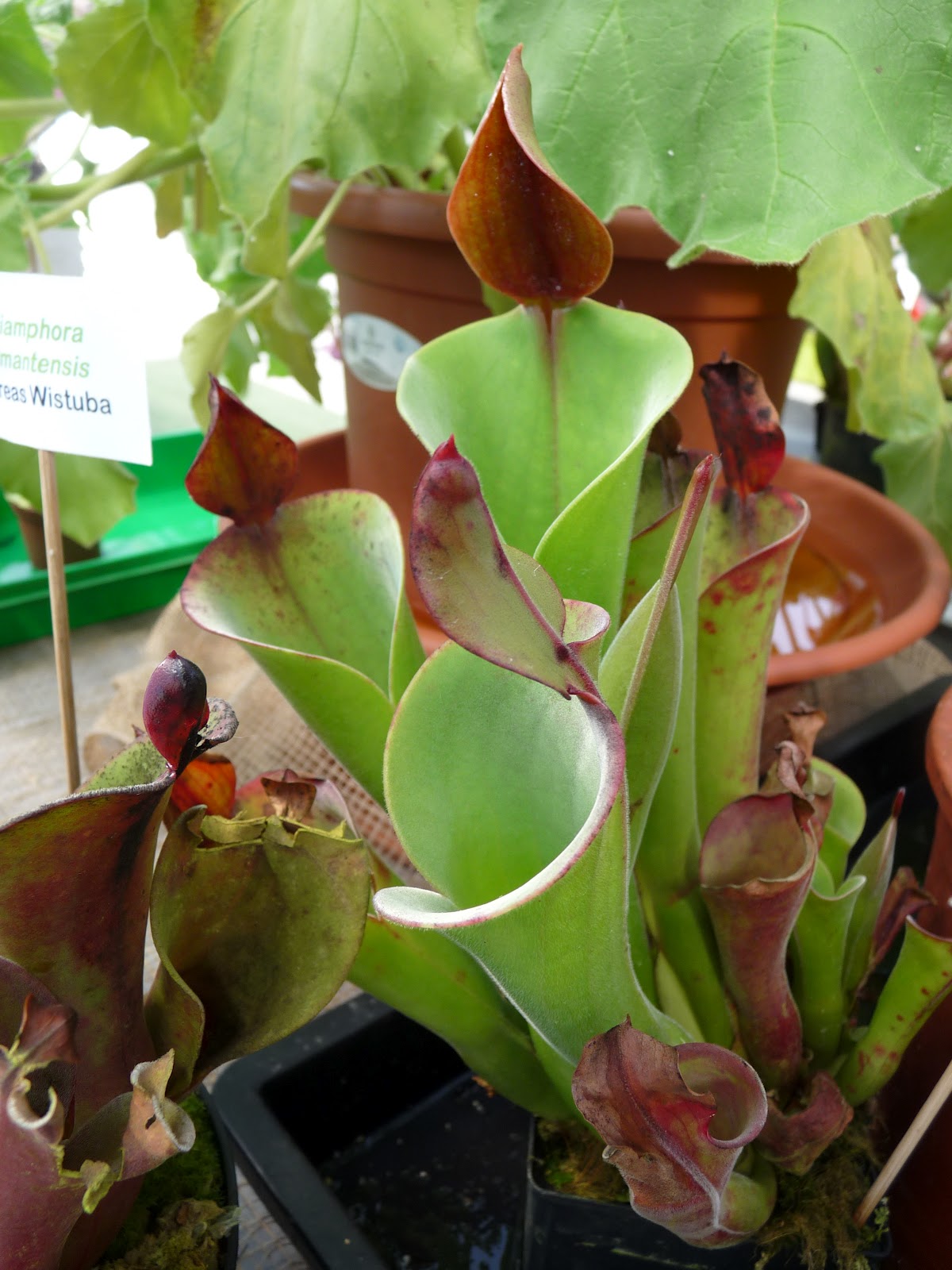 Different Heliamphora parvas? - FlyTrapCare Forums