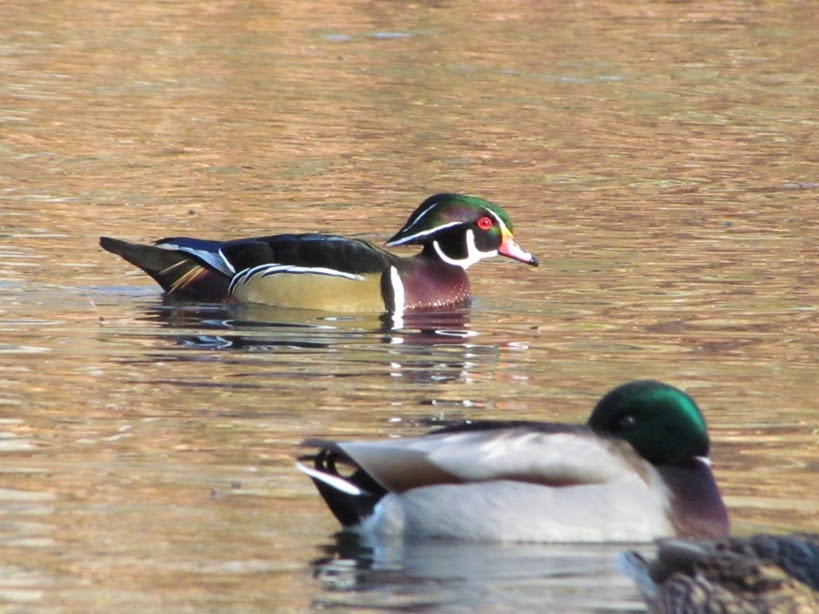 Viajes naturalistas y otras hierbas: septiembre 2015