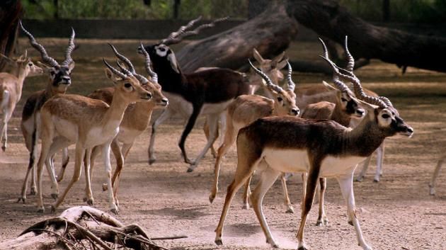 Tamilnadu Tourism: Vallanadu Wildlife Sanctuary, Thoothukudi