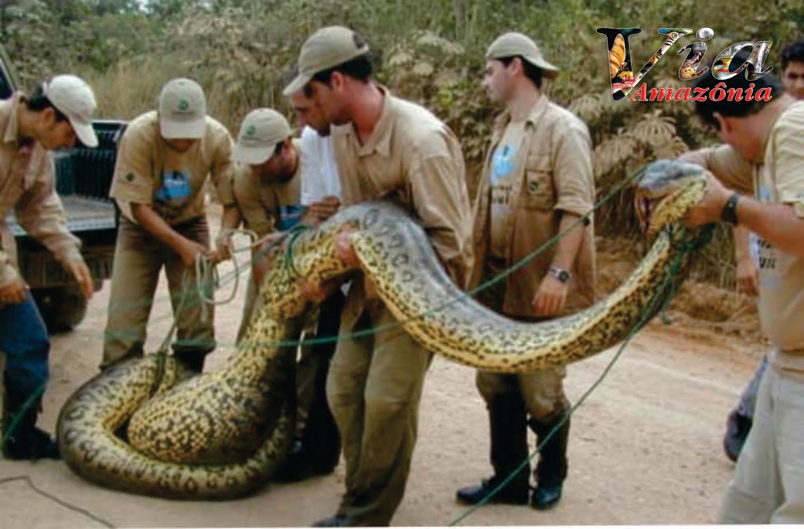 MITOS E VERDADES SOBRE A TEMÍVEL SUCURI, A ANACONDA BRASILEIRA!!!
